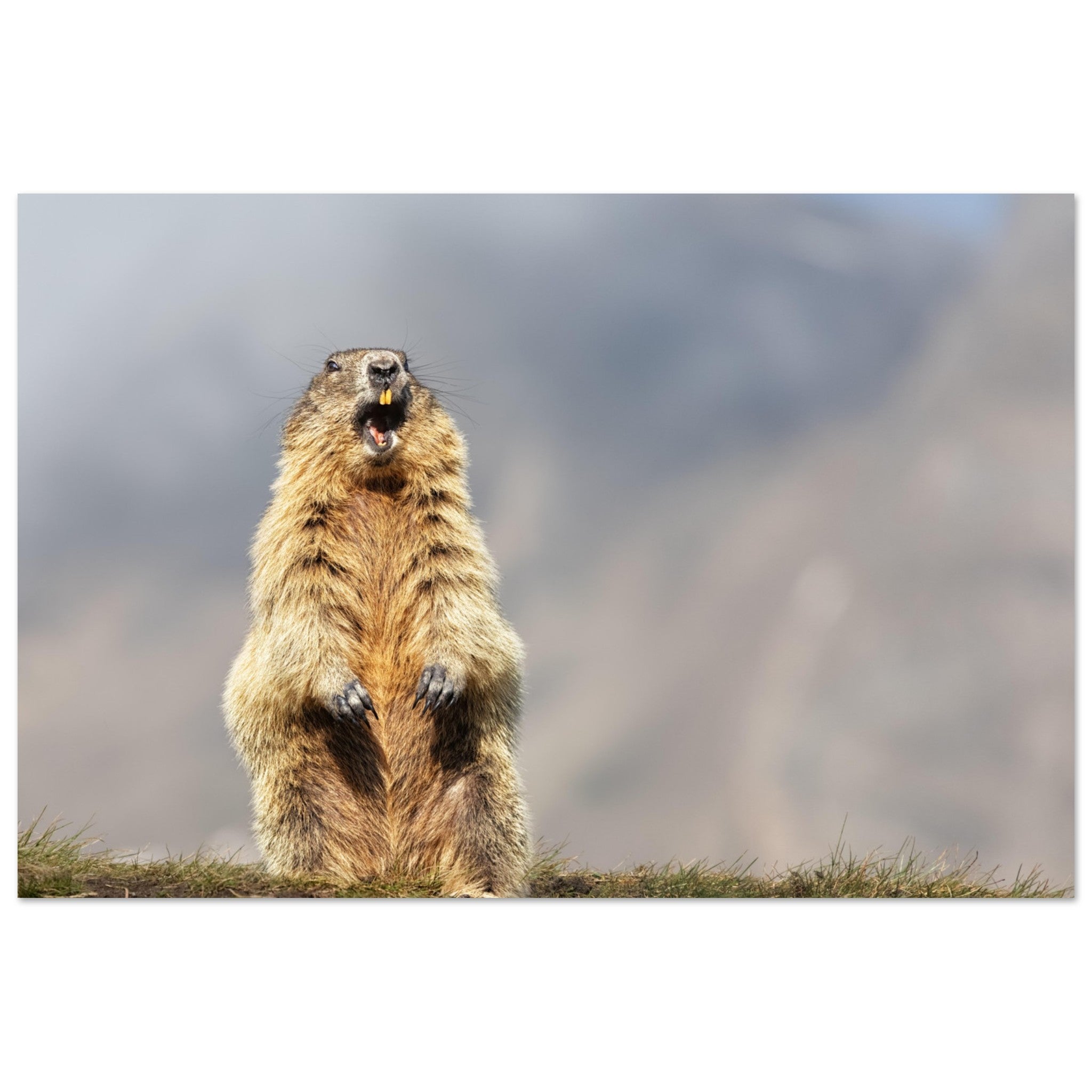 Photographic print – Alpine marmot (standing, whistling) – Tableaux ...
