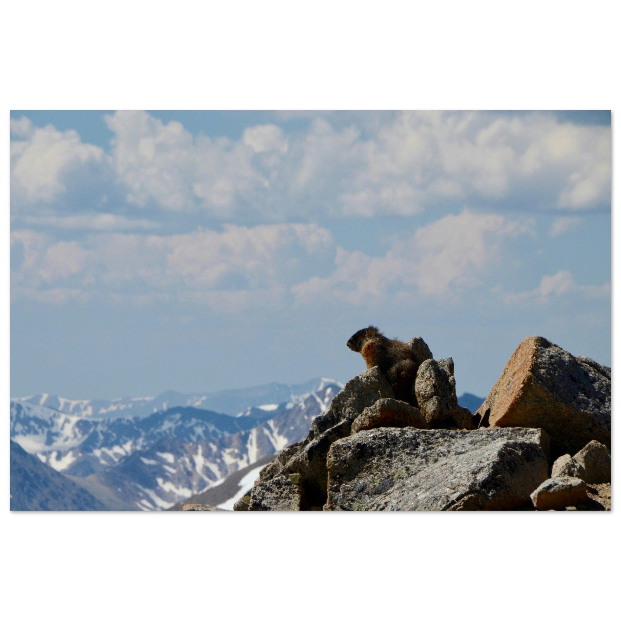 Photographic print – Marmot on a rock in the Alps – Tableaux photos ...