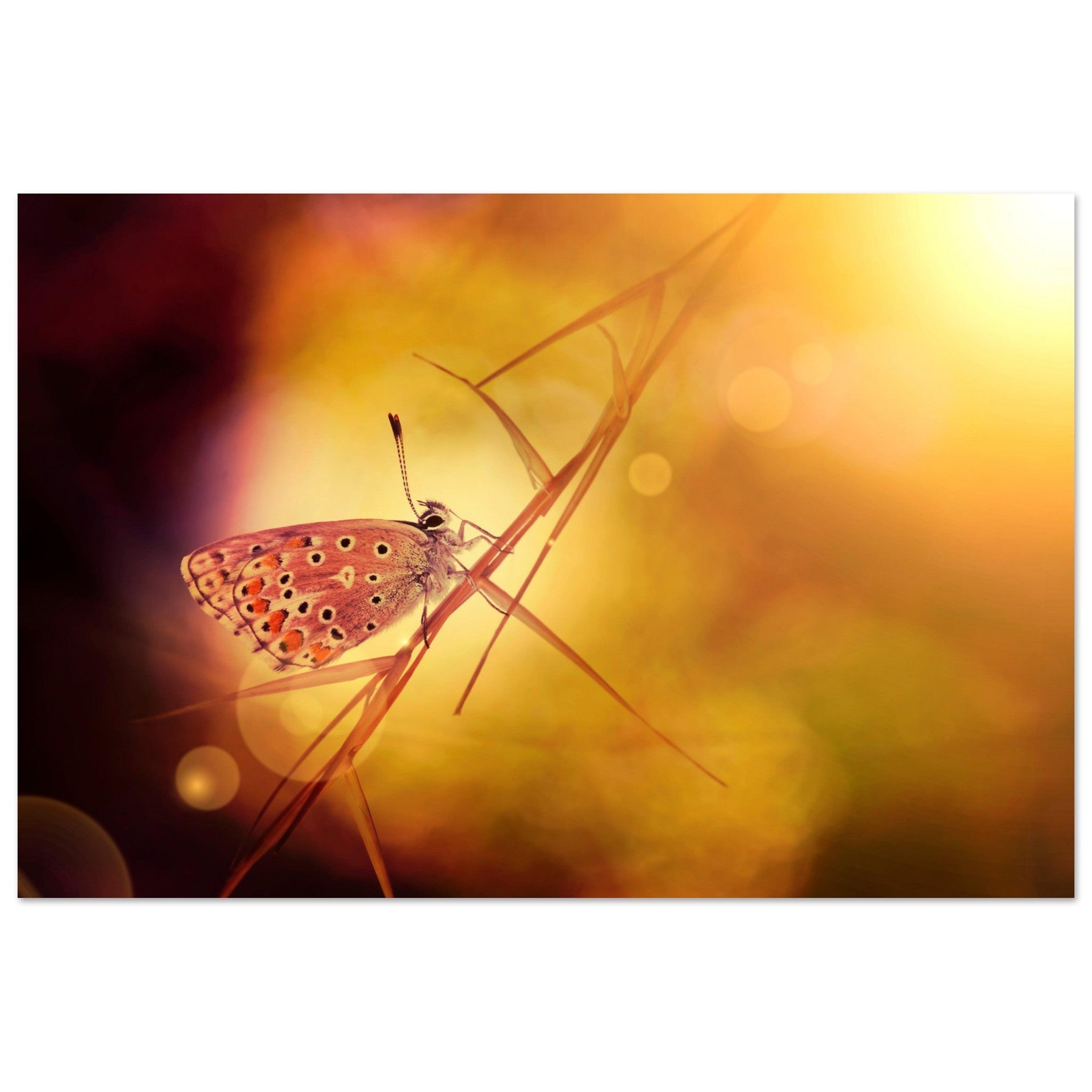 Photographic print – Alpine butterfly (macro, sunset) – Tableaux photos ...