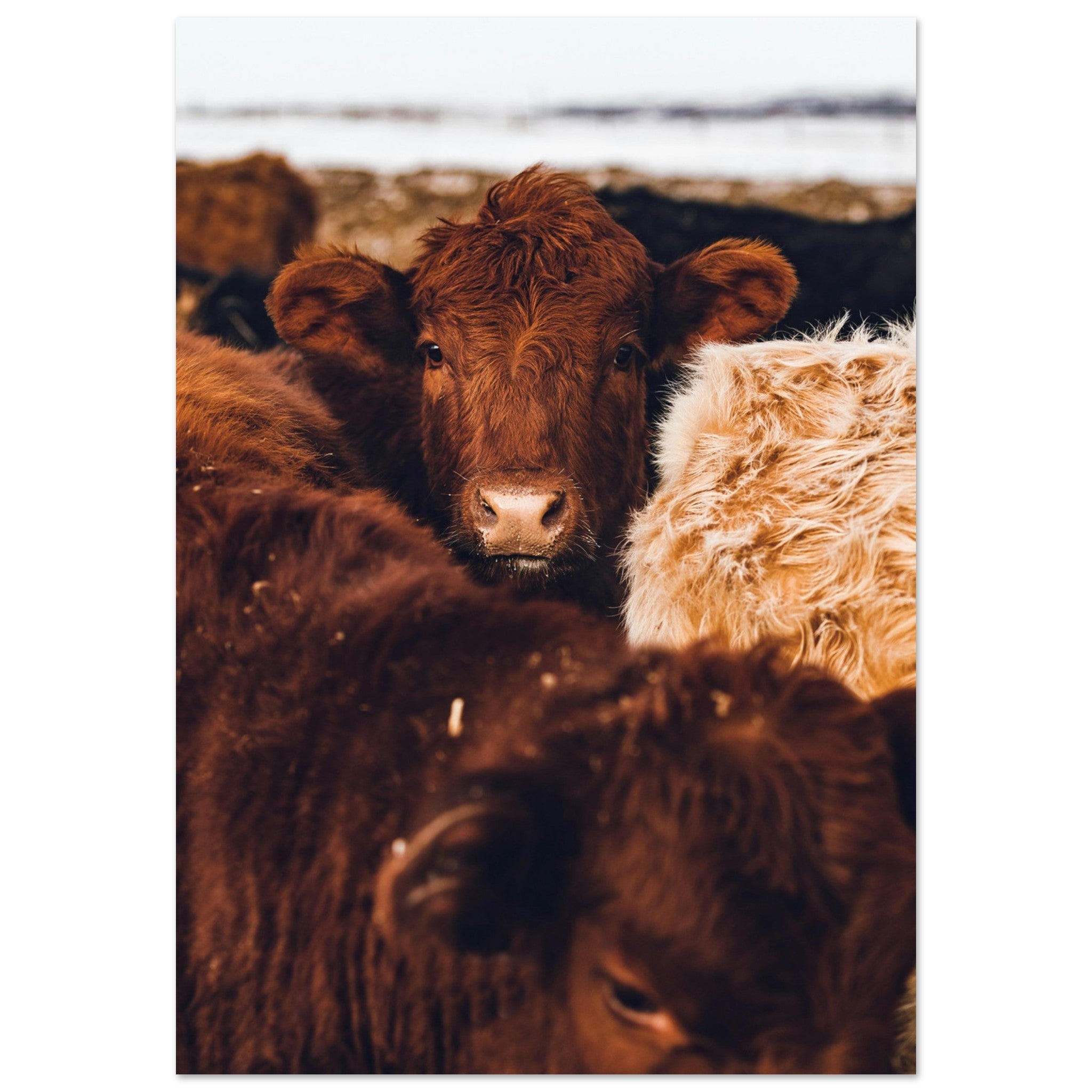 Photographic painting – Mountain cows (Savoie) – Tableaux photos ...