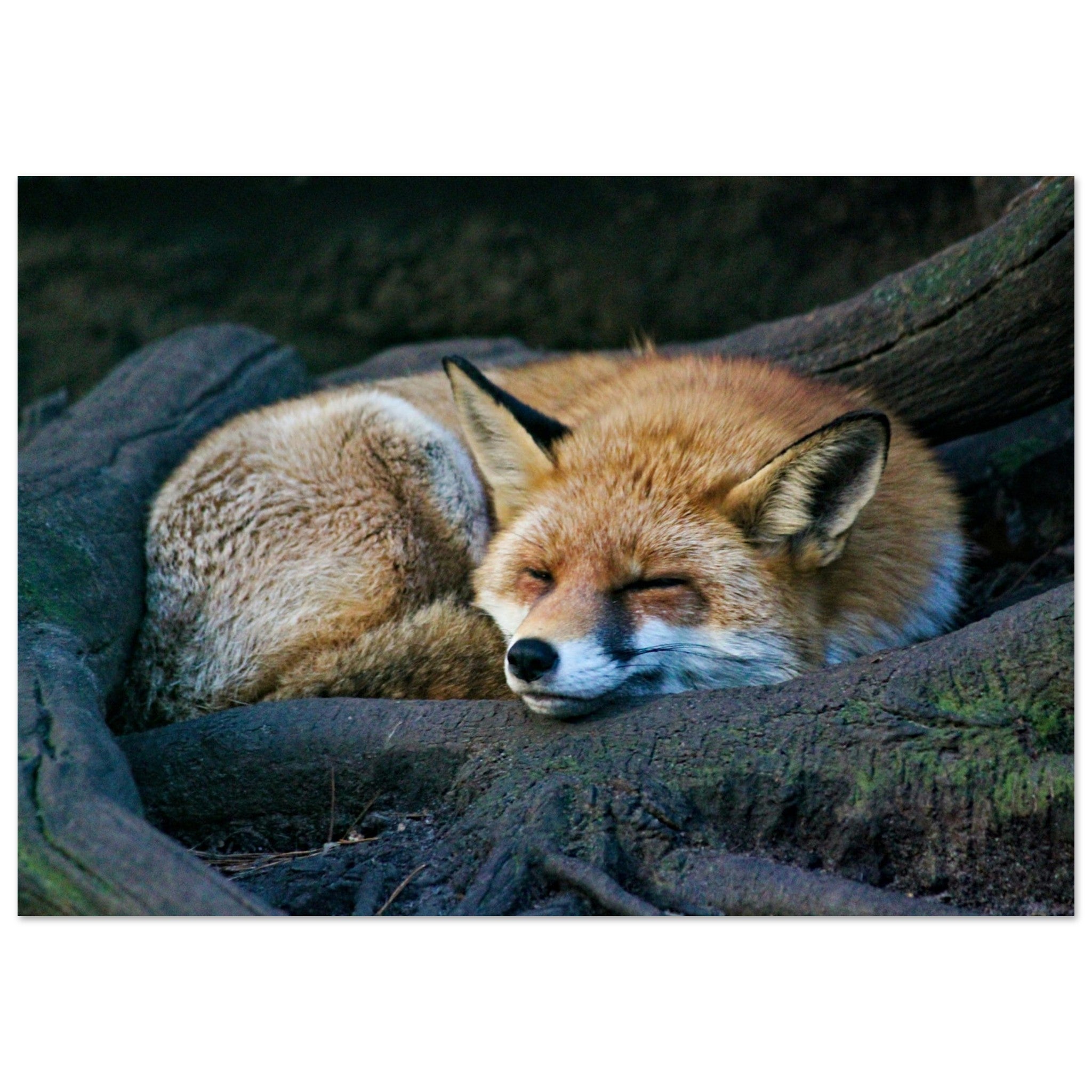 Photographic print – Sleeping fox in the forest (Alps) – Tableaux ...